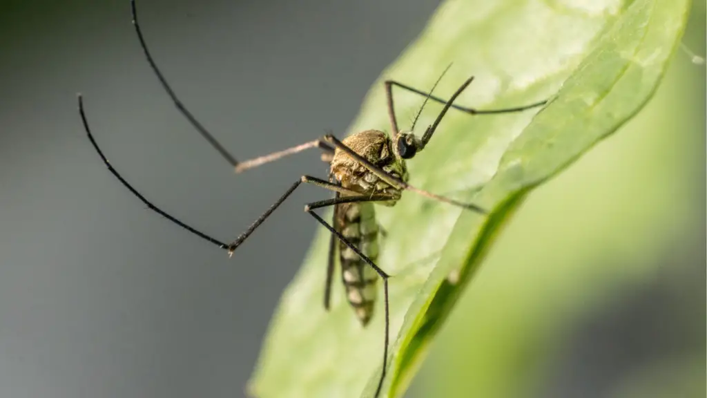 10 Ways To Get Rid Mosquitos In House – Garden Paraiso